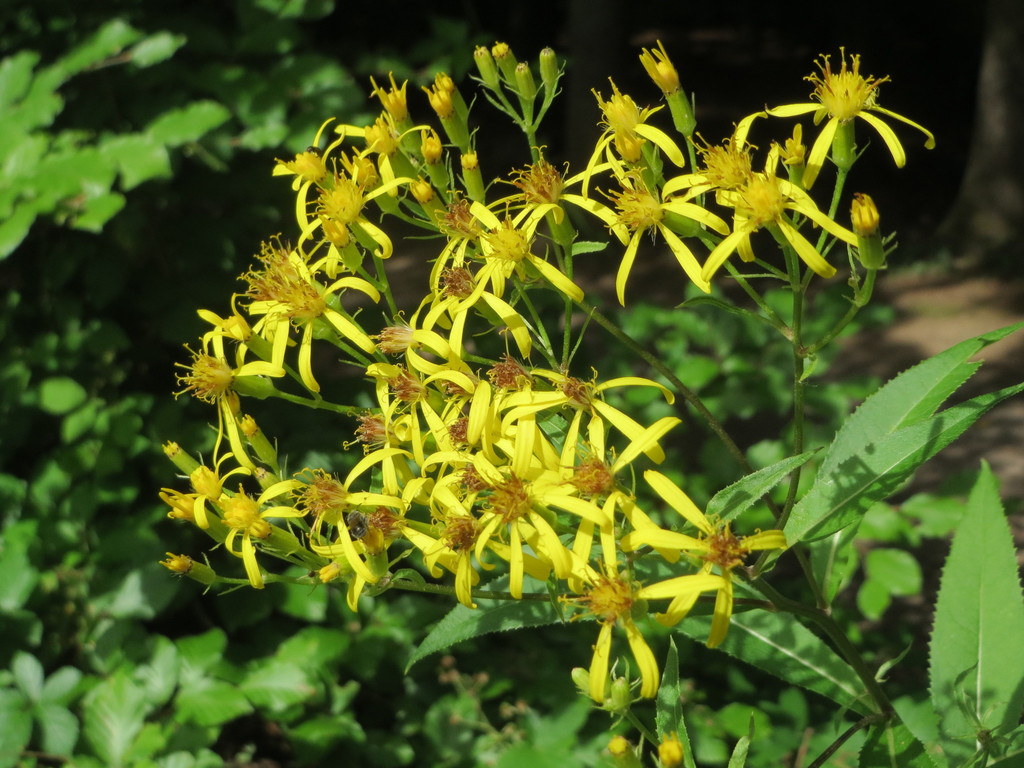 Wood Ragwort (Senecio ovatus) - Botanical Realm
