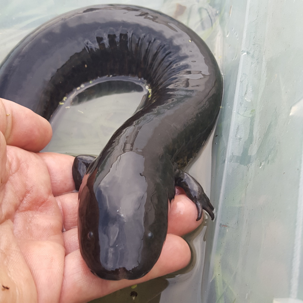 Greater Siren from Highlands County, FL, USA on August 10, 2017 at 06: ...