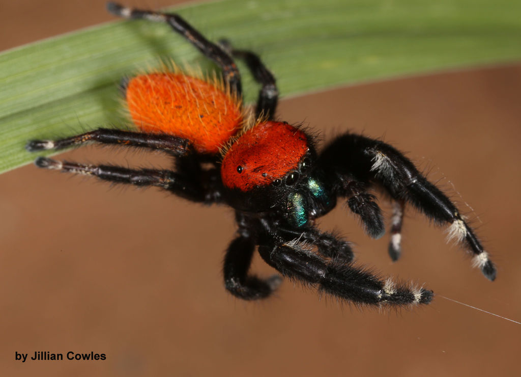 Apache Jumping Spider from Santa Cruz County, AZ, USA on September 20 ...