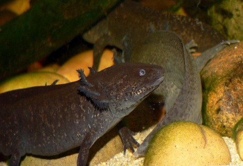 Ajolote de Xochimilco (Ambystoma mexicanum)