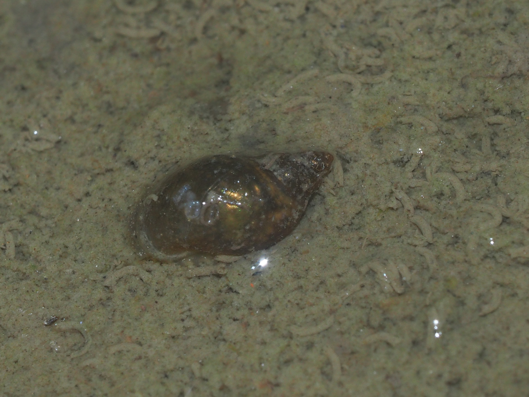 Radix rubiginosa (Michelin, 1831)