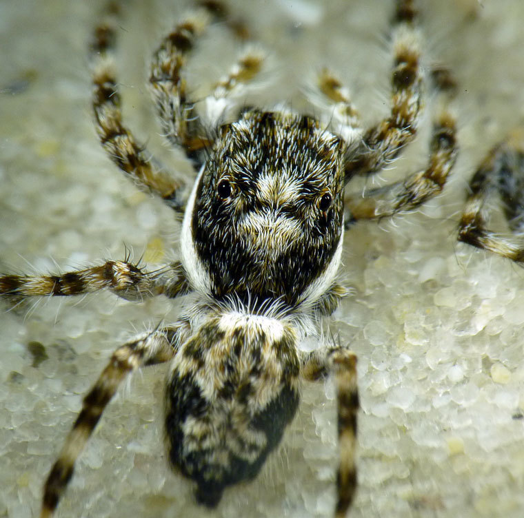 Menemerus (srsvivos perfil) · iNaturalist