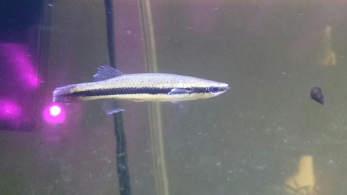 Broadstripe Topminnow (Fundulus euryzonus) · iNaturalist