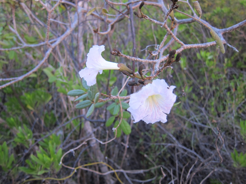 dwarf Bahamian trumpet tree (Tabebuia bahamensis) - Botanical Realm