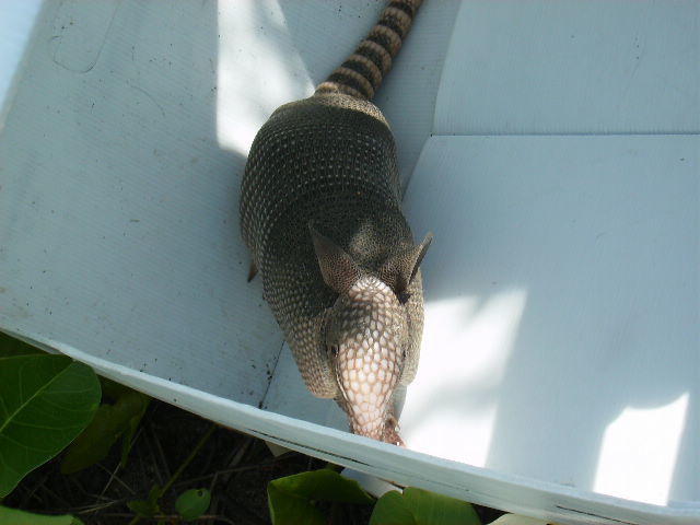 Nine-banded Armadillo from Bahía de Banderas, Nayarit, Mexico on July ...