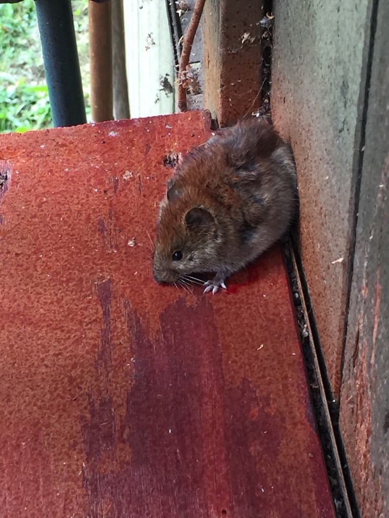 Northern Red-backed Vole from Fairbanks, AK, US on August 25, 2020 at ...