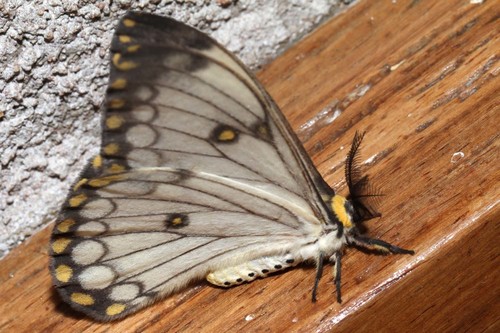 Apollo Moth (Pseudaphelia apollonaris) · iNaturalist