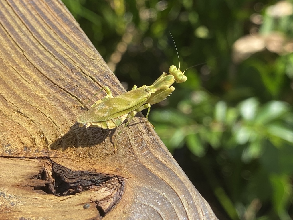Acontista cordillerae from Hagen Ranch Rd, Boynton Beach, FL, US on ...