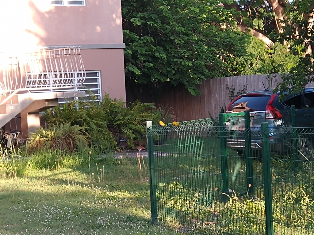 Saffron Finch from Coto Laurel, Ponce, Puerto Rico on August 25, 2020 ...