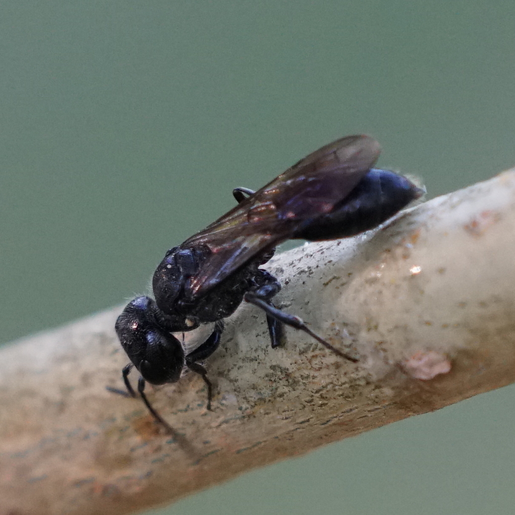 Typical Aphid Wasps from Division No. 6, Alberta, Canada on August 24 ...