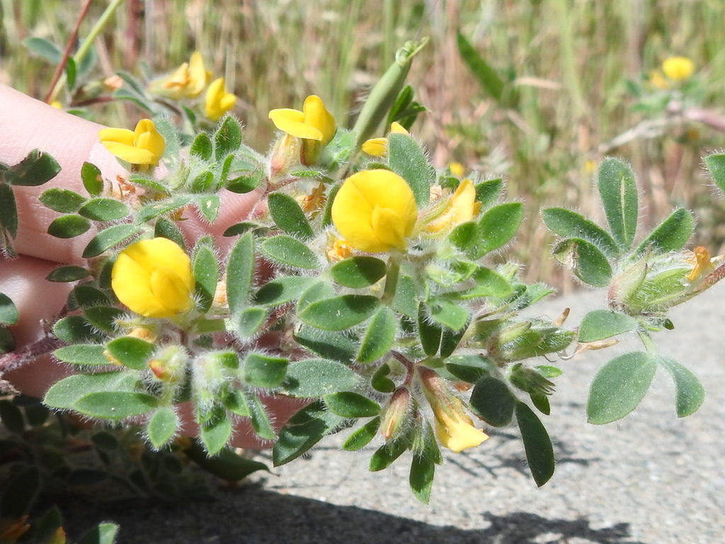 bird's-foot trefoil from Cloverdale, California on April 27, 2017 by ...