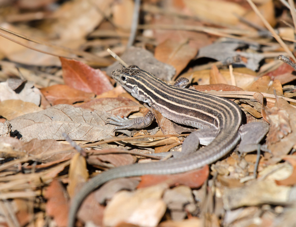 Desert Grassland Whiptail (Lizards of Highlands Center for Natural ...