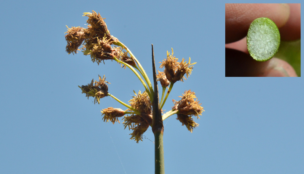 hardstem bulrush from Ona Beach State Park on July 19, 2017 at 02:45 PM ...