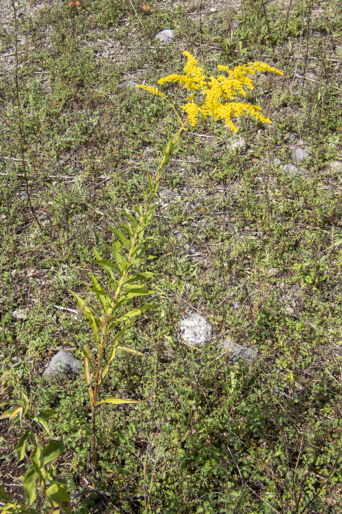 Canada goldenrod from Baltimore Woods Nature Center, Onondaga County ...
