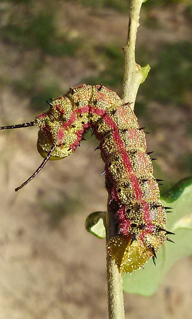 Pink-striped Oakworm Moth (Caterpillars of Ontario) · iNaturalist
