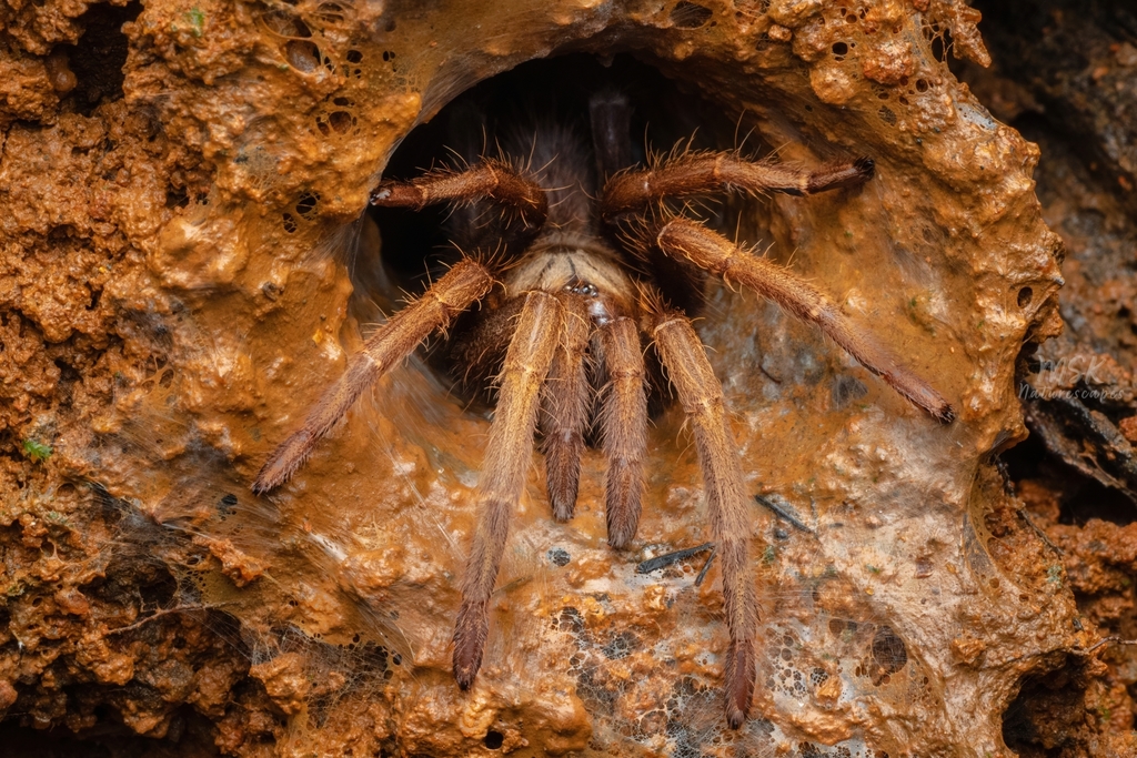Asia-Pacific Tarantulas from Malebettu Colony on August 23, 2020 at 07: ...