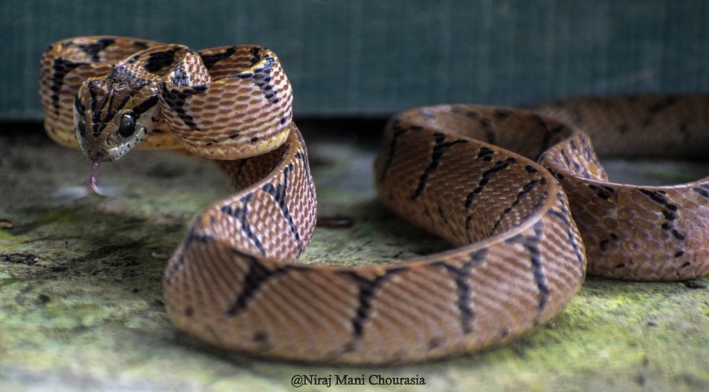 Arrowback Tree Snake from Nanaikhuti, Assam, India on August 25, 2020 ...
