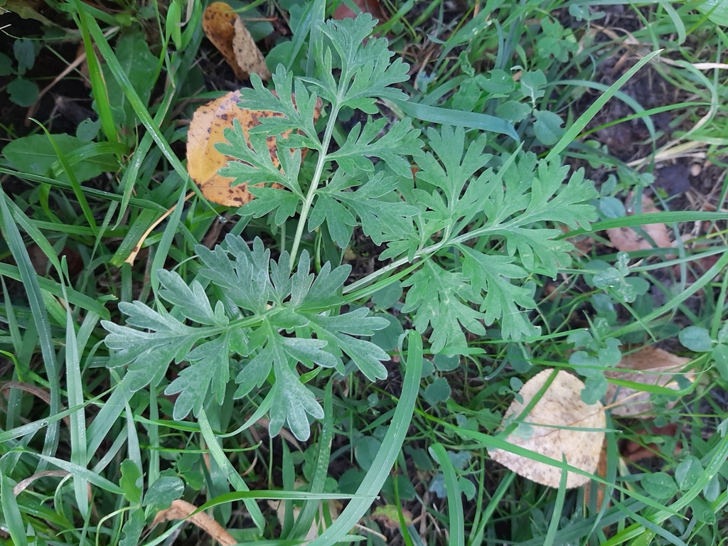absinthe wormwood from Казань, Респ. Татарстан, Россия, 420127 on ...