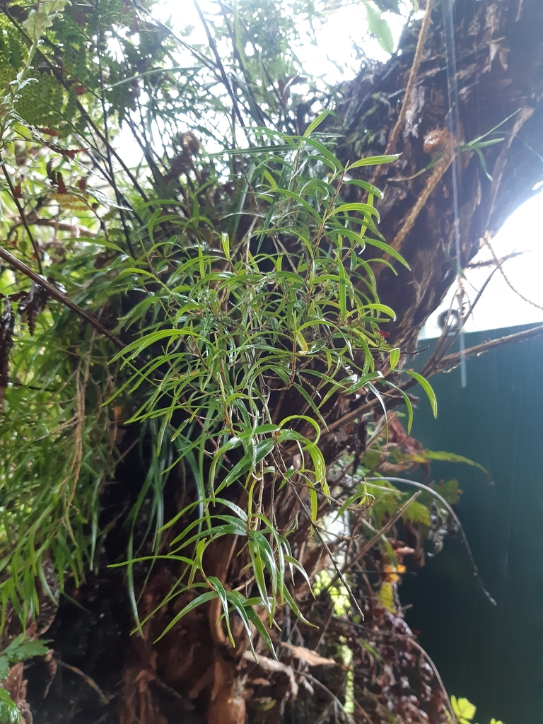 Winika from Oban 9818, New Zealand on August 26, 2020 at 01:32 PM by ...