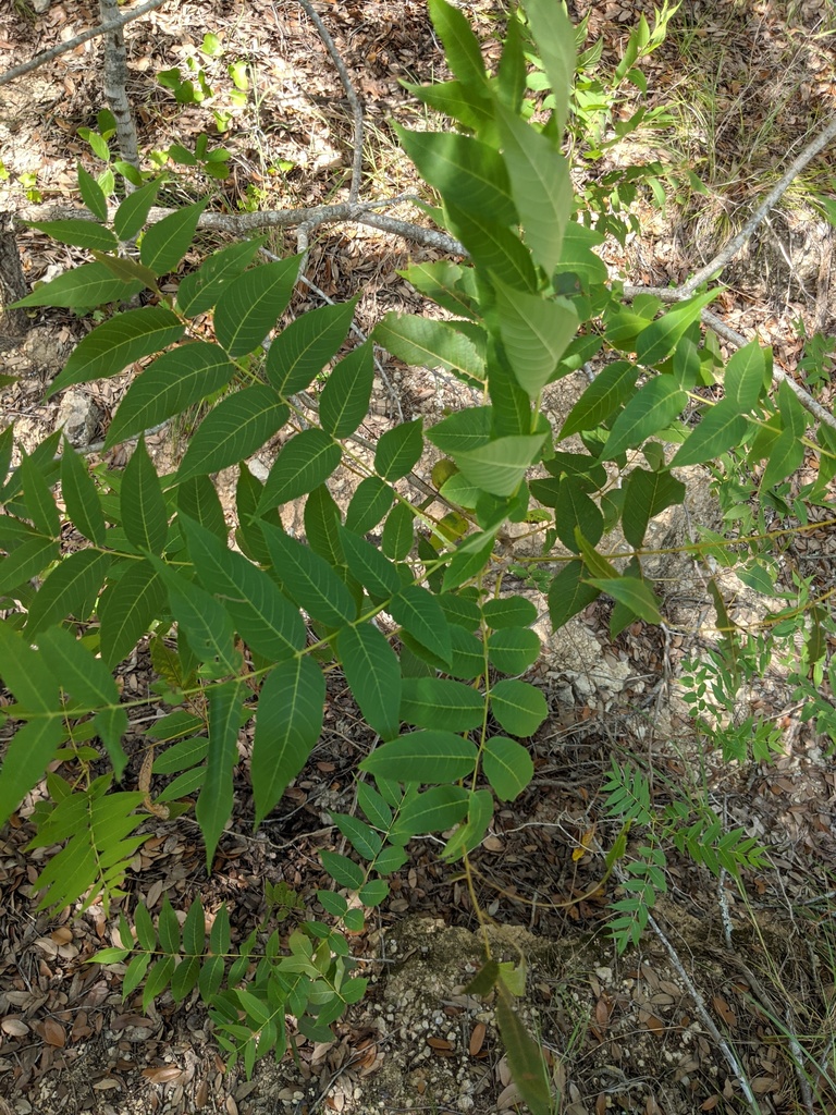 eastern black walnut from Bosque County, TX, USA on July 30, 2020 at 03 ...