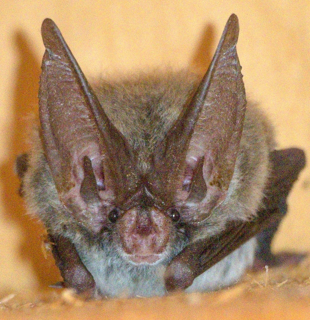 Rafinesque's Big-eared Bat from Synandra Hollow on August 23, 2020 at ...