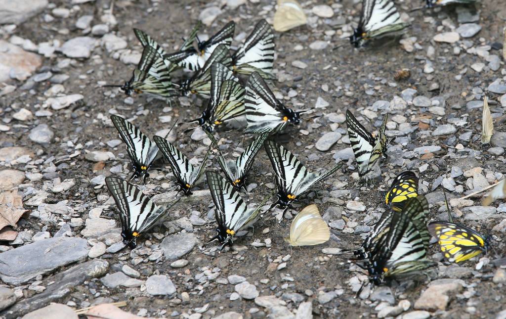 Graphium eurous asakurae from 台灣南投縣 on March 15, 2015 at 11:11 AM by ...