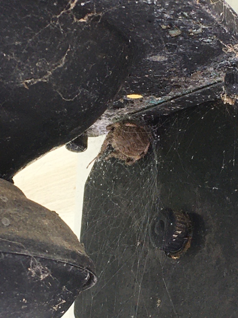 Spotted Orbweaver from Maydel Dr, Leonardtown, MD, US on August 25 ...
