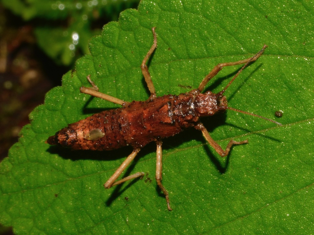 Tisamenus hebardi from Banaue, Ifugao, Philippines on October 24, 2013 ...