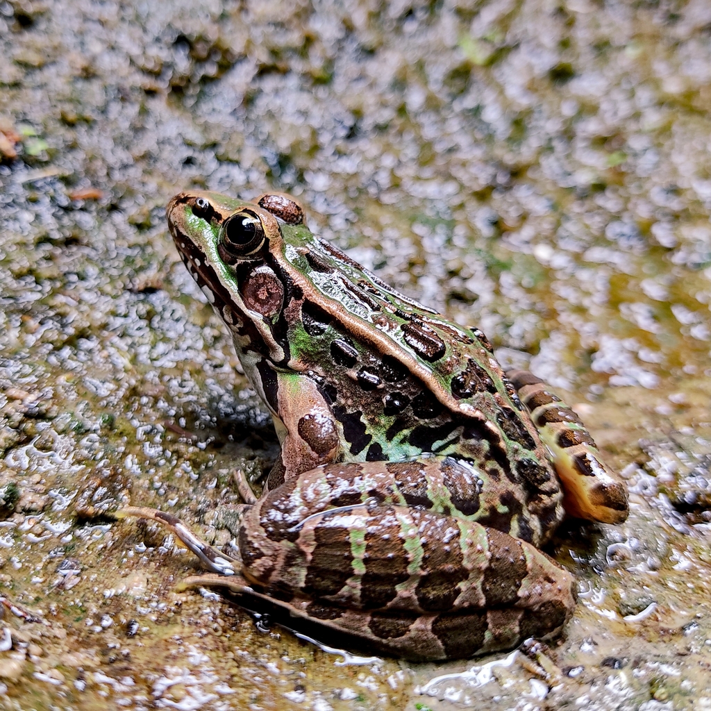 Transverse Volcanic Leopard Frog in August 2020 by Lucio López ...