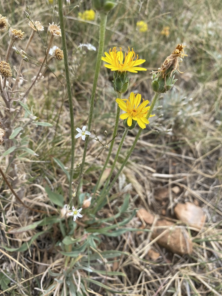 mountain dandelion from Kaibab National Forest, Marble Canyon, AZ, US ...