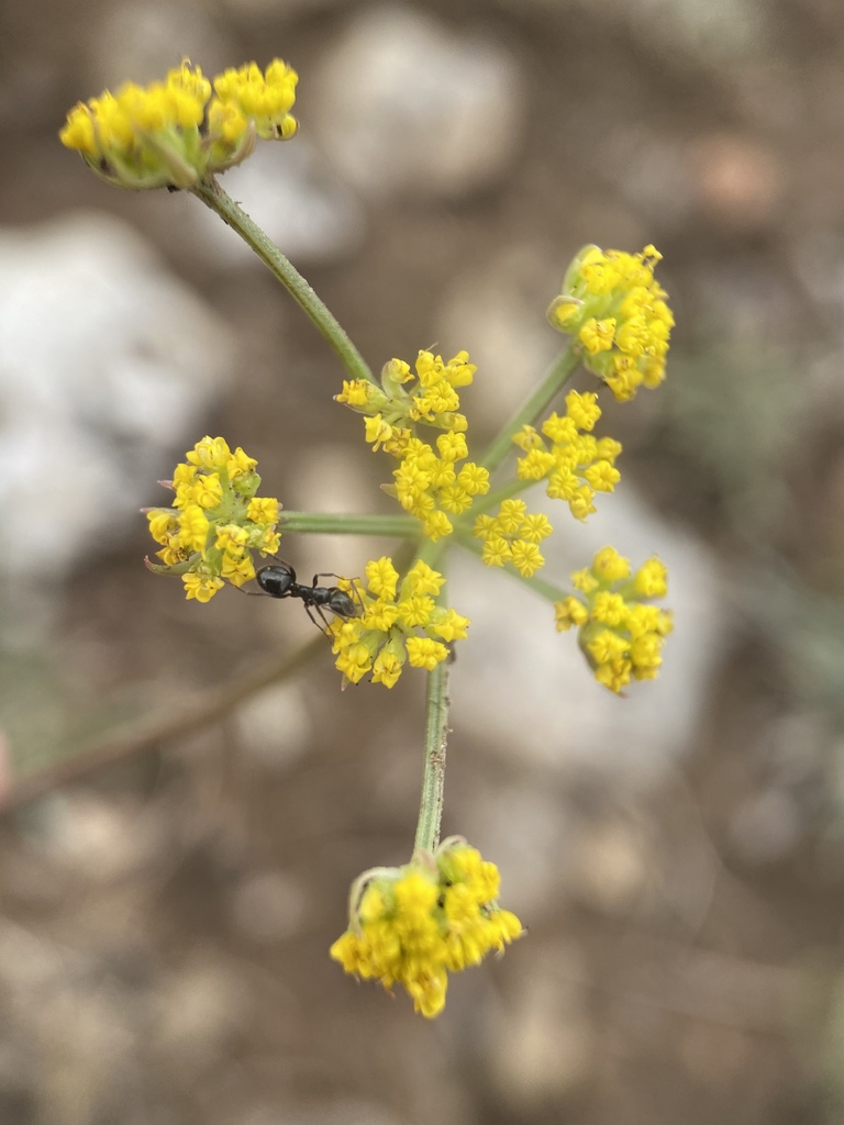 Alpine False Springparsley from Kaibab National Forest, Marble Canyon ...