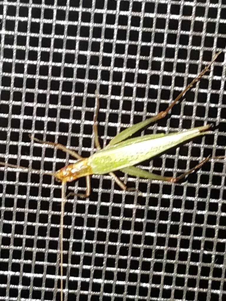 Common Tree Crickets from 83rd/Oak Leaf, Woodridge, IL 60517, USA on ...