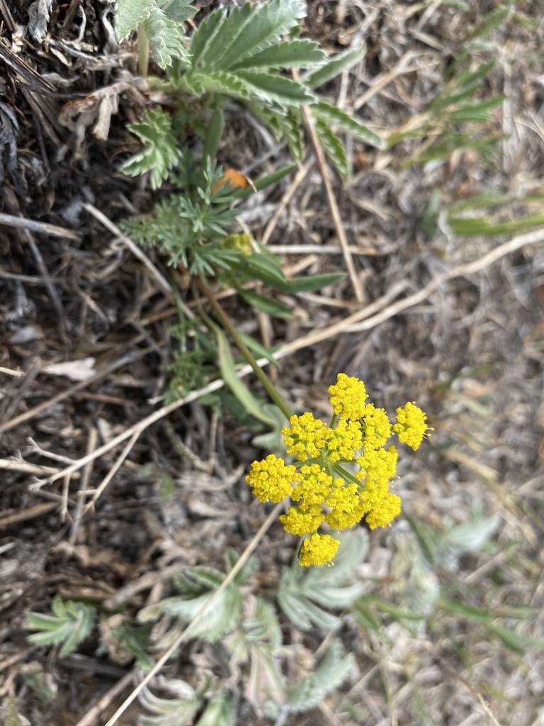 Biscuitroots from Kaibab National Forest, Marble Canyon, AZ, US on ...