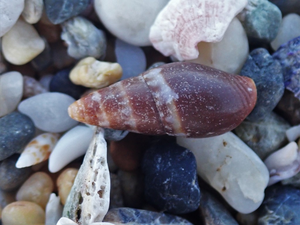 Strigatella scutulata from Woolgoolga NSW 2456, Australia on August 26, 2020 at 08:23 AM by ...