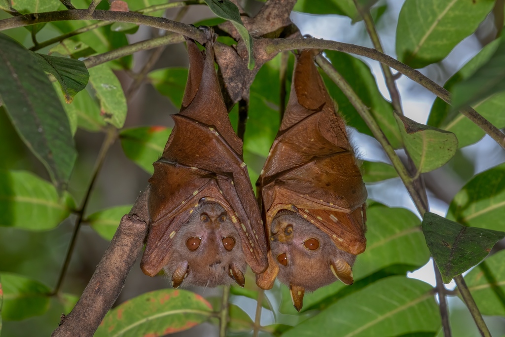 Queensland Tube-nosed Fruit Bat from Cairns QLD, Australia on August 25 ...