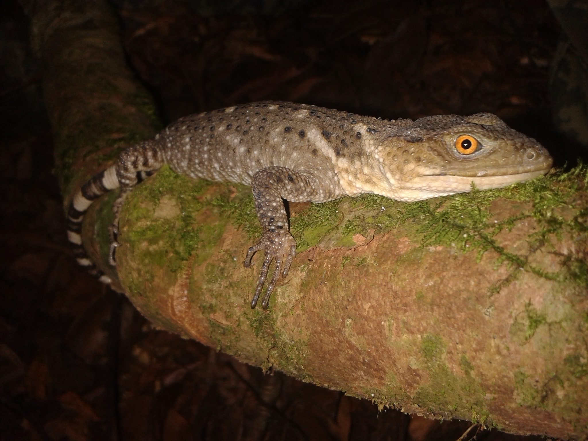 Xenosaurus rackhami Stuart, 1941