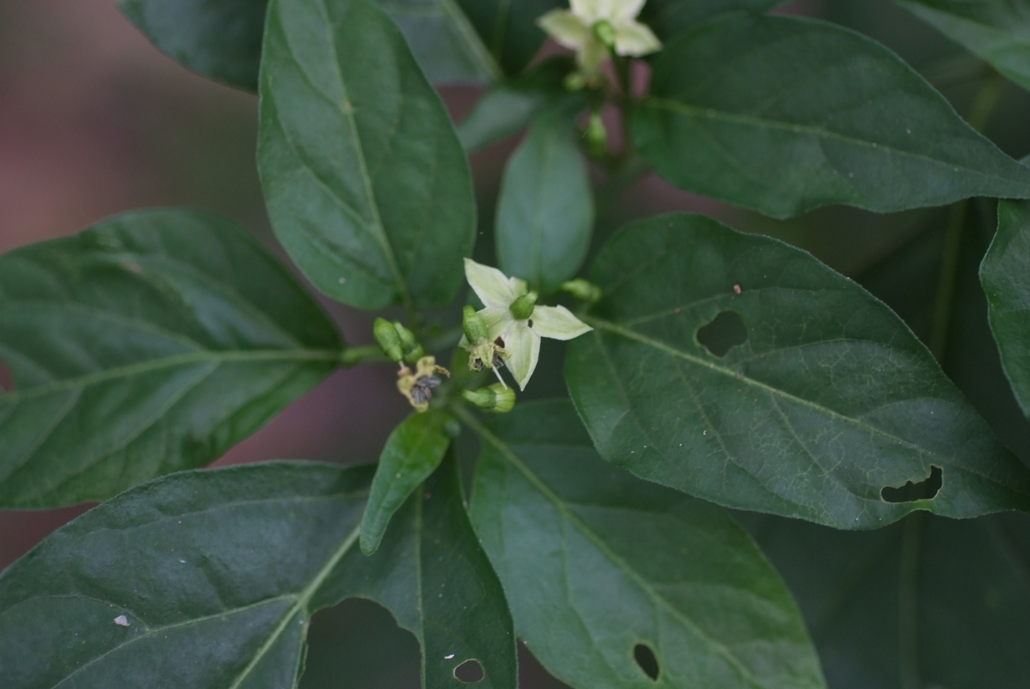 Capsicum frutescens L.