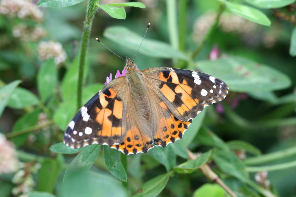 Painted Lady from 2265 S 58th St, Fennville, MI 49408, USA on August 25 ...