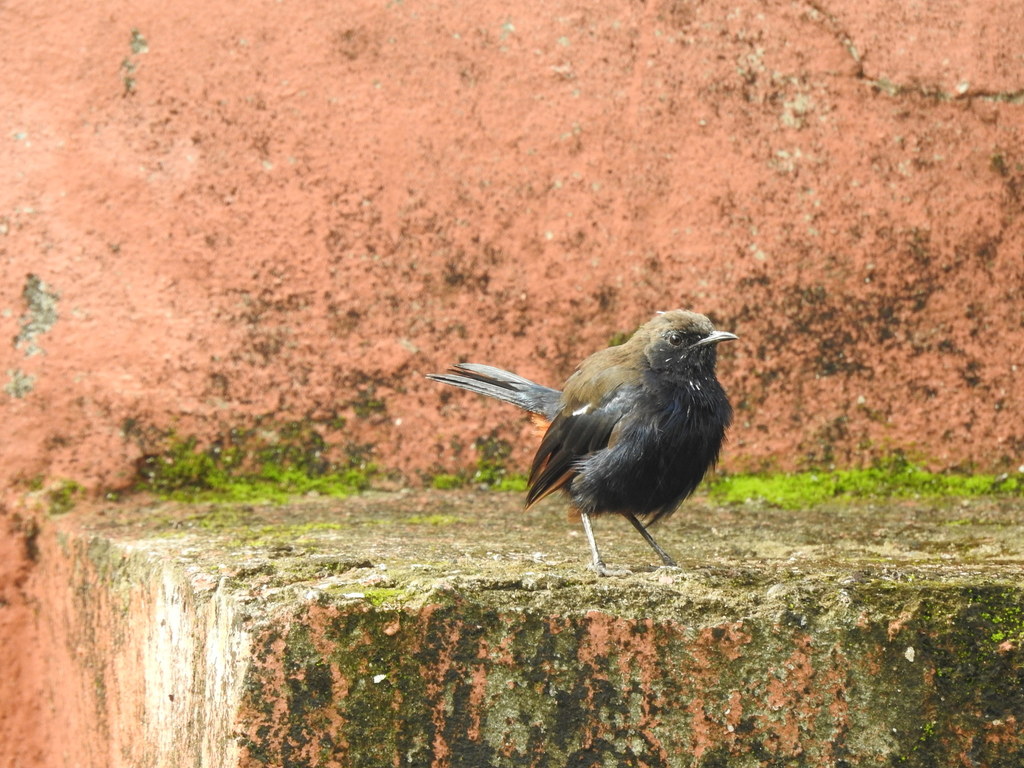 Indian Robin from Ujjain, Madhya Pradesh, India on August 26, 2020 at ...