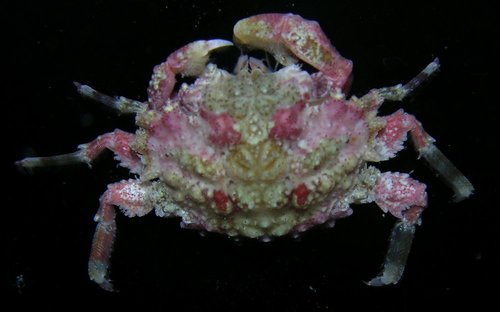 stilt crabs (Family Palicidae) · iNaturalist