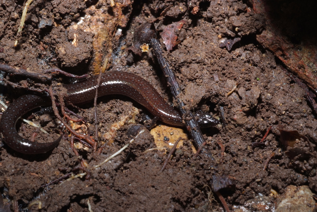 Maria's Elf Skink in August 2020 by Pierre-Louis Stenger · iNaturalist
