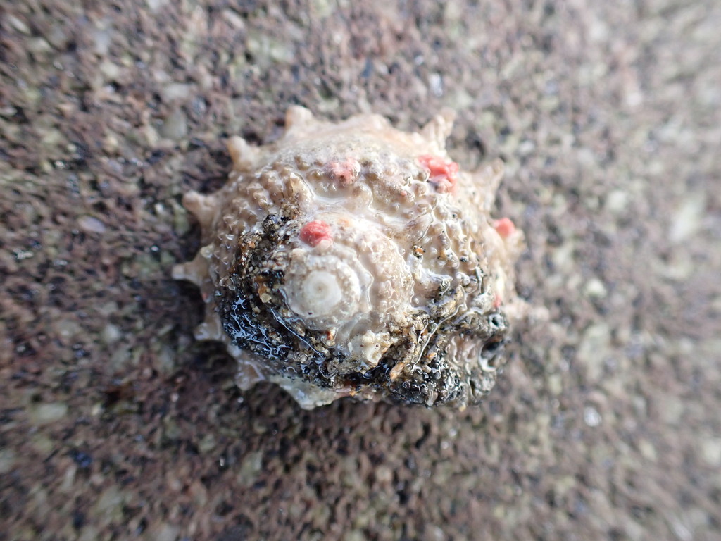 Circular Saw Shell from Taranaki, New Zealand on August 04, 2020 at 06: ...
