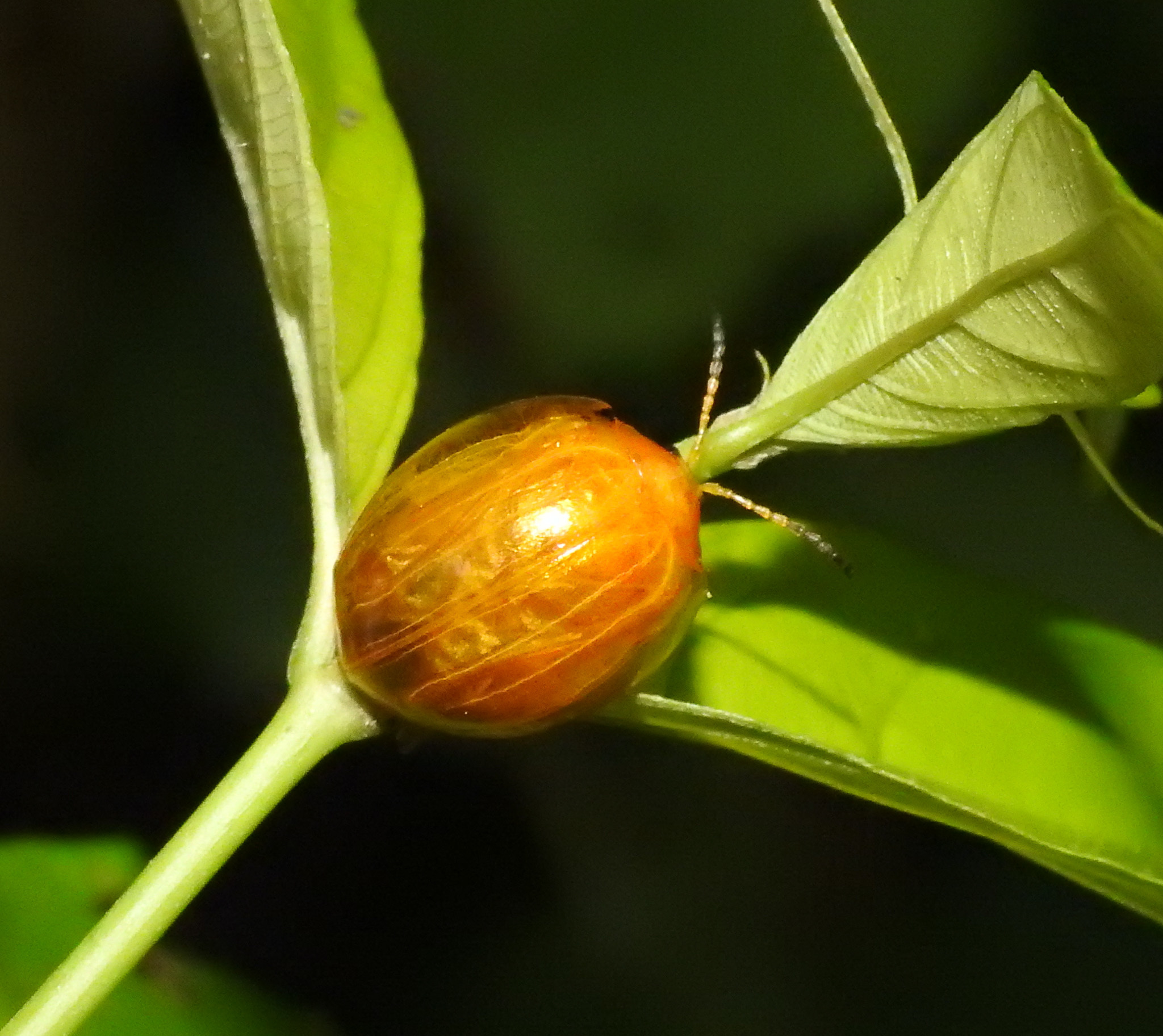 Oides maculatus (Olivier, 1807)