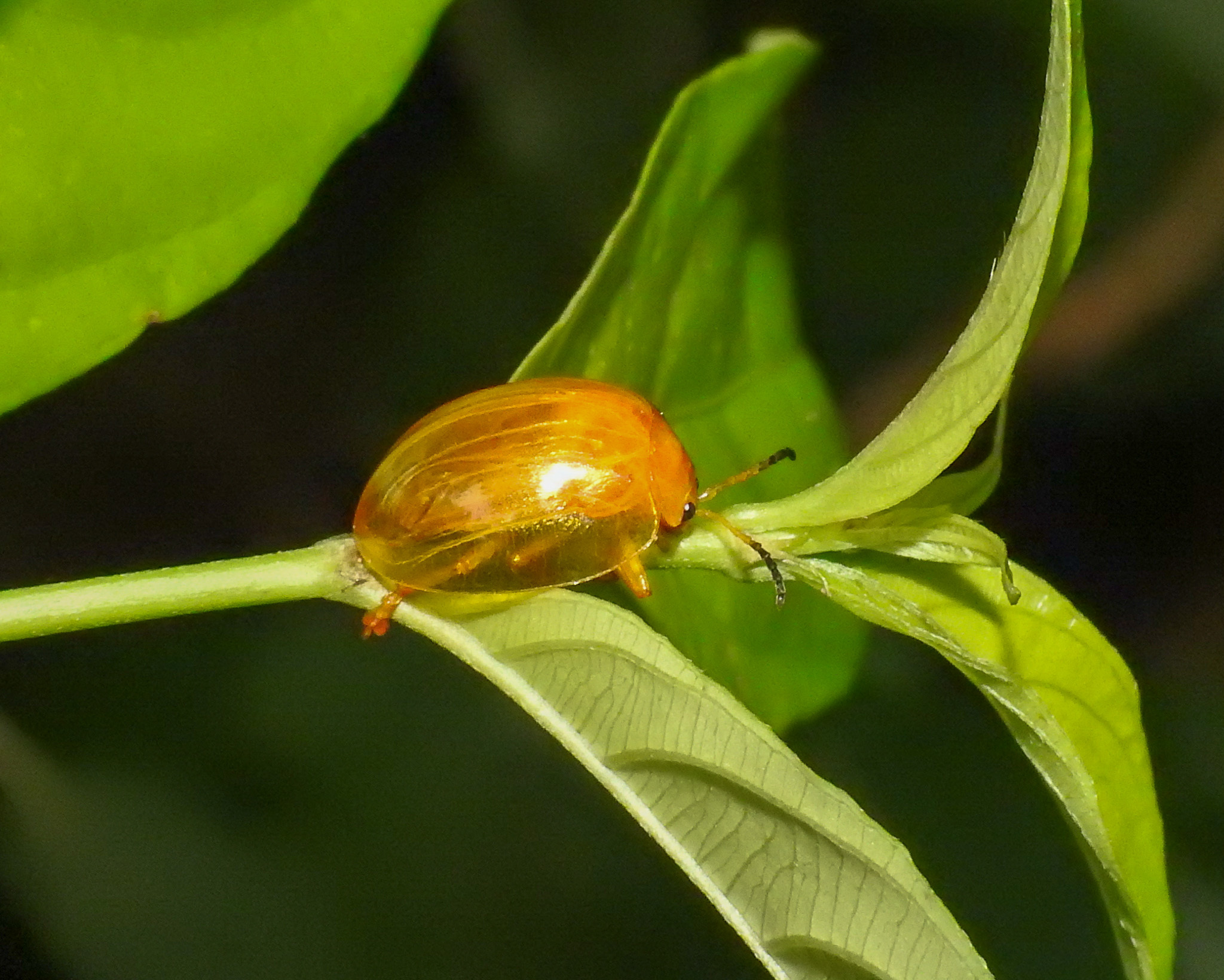 Oides maculatus (Olivier, 1807)