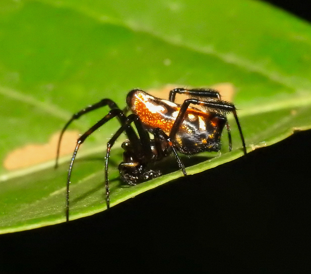 Orchard Spiders and Allies from Makunda Forest trail, Karimganj, Assam ...