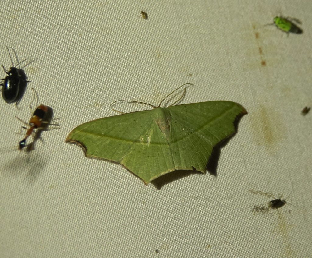 Cross-line Wave Moth from Karimganj, IN-AS, IN on August 13, 2020 at 08 ...