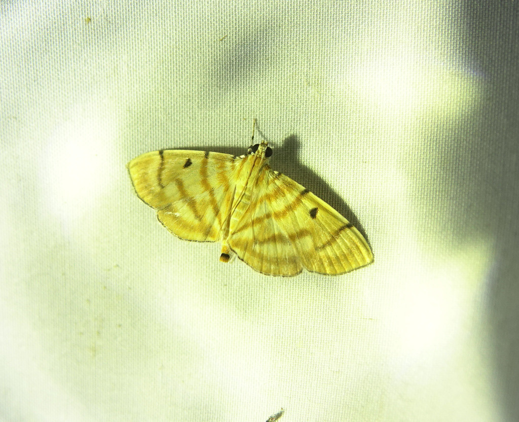Pearl Moths from Karimganj, Assam, India on August 13, 2020 at 08:49 PM ...