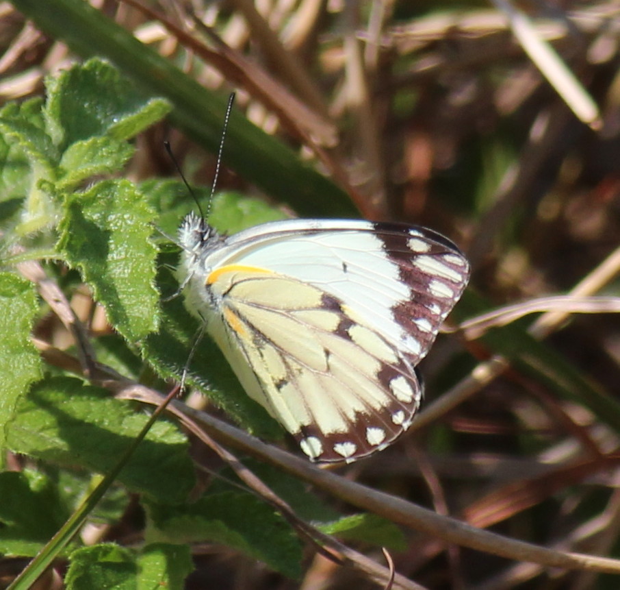 African Common White from Richards Bay, South Africa on August 25, 2020 ...