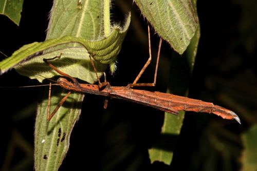 Genus Anarchodes · iNaturalist