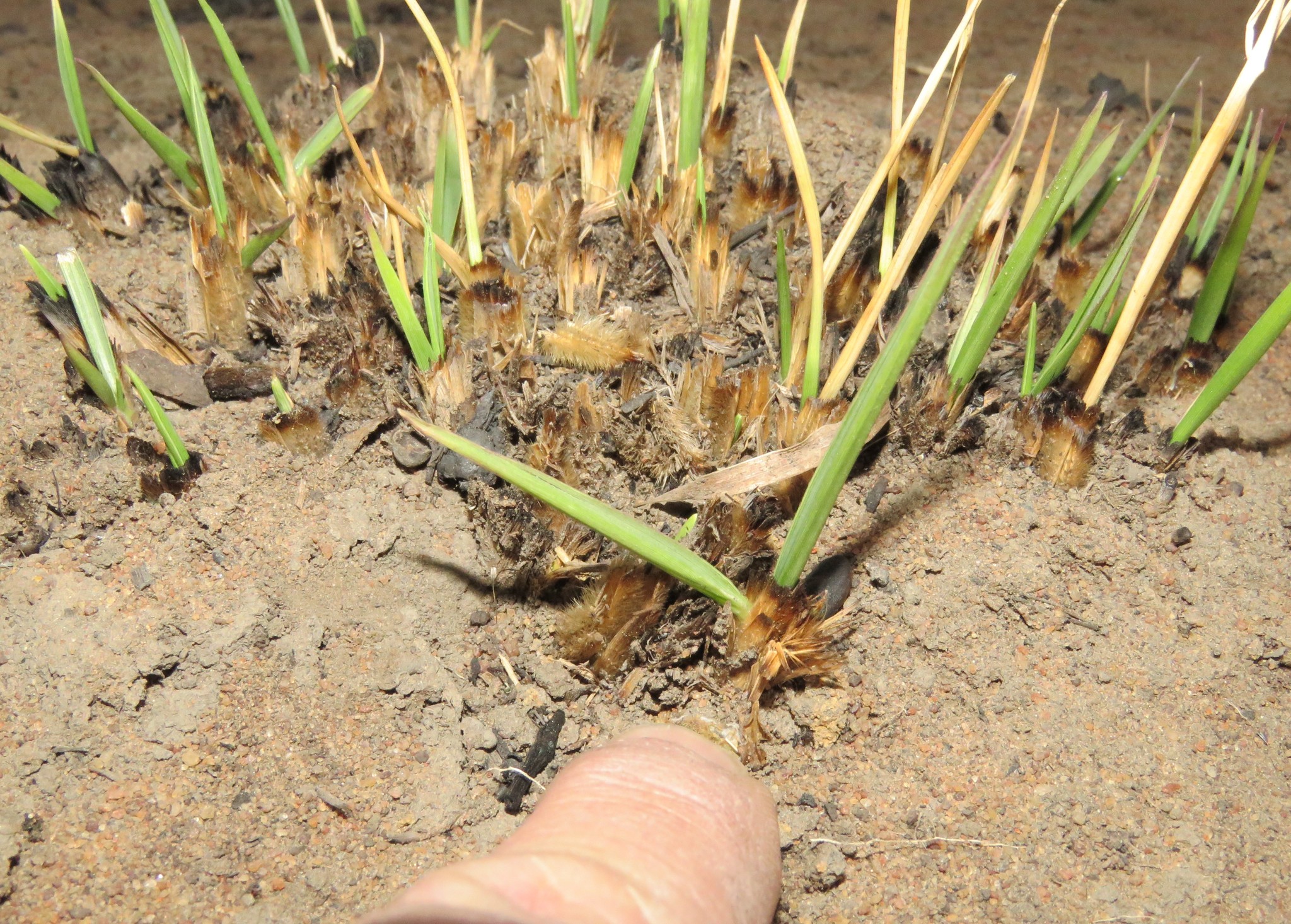 Alloteropsis semialata subsp. eckloniana (Lehm.) Gibbs Russ.